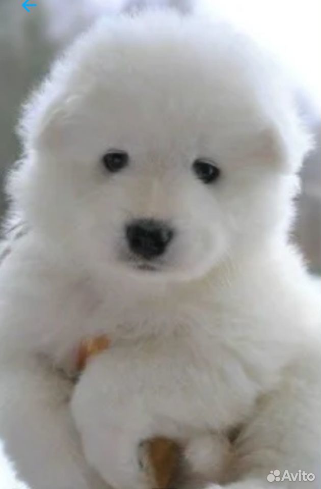 Самоедик девочка