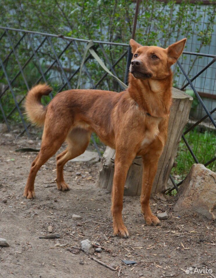 Рыжая красотка