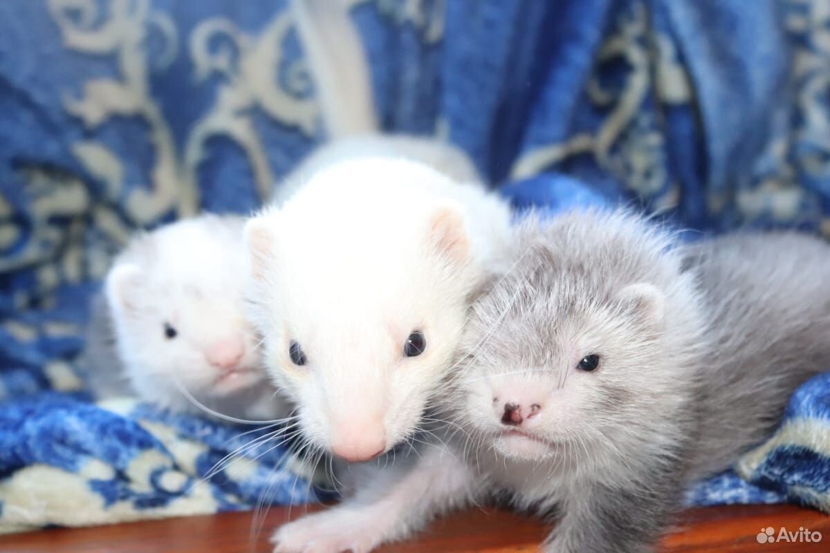 Хорьки экзоты