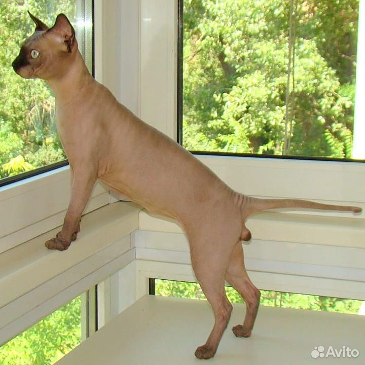 Вязка. Канадский сфинкс