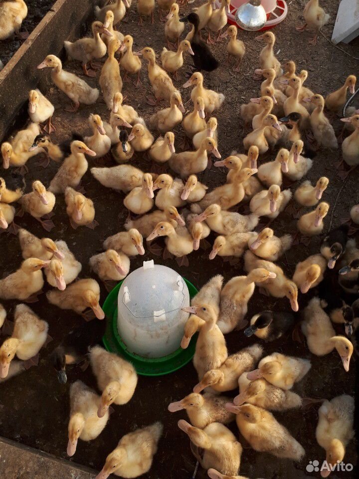 Утята 17 суток