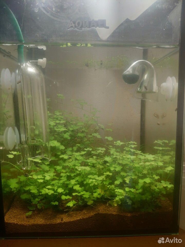 Гидрокотила трипартита(обмен)