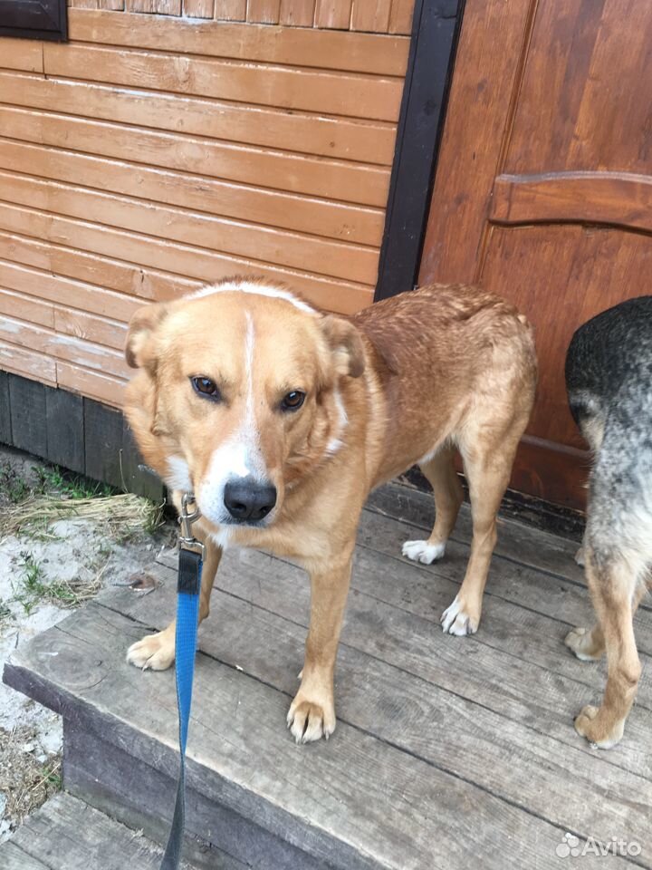 Пёс Дик ищет хозяина