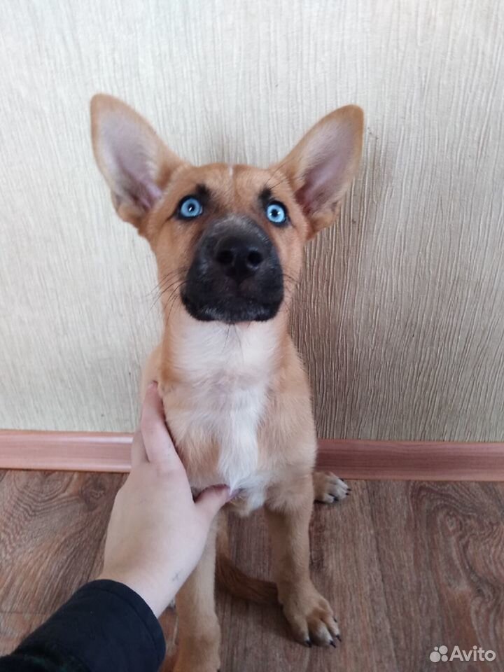 Щенок в добрые ручки