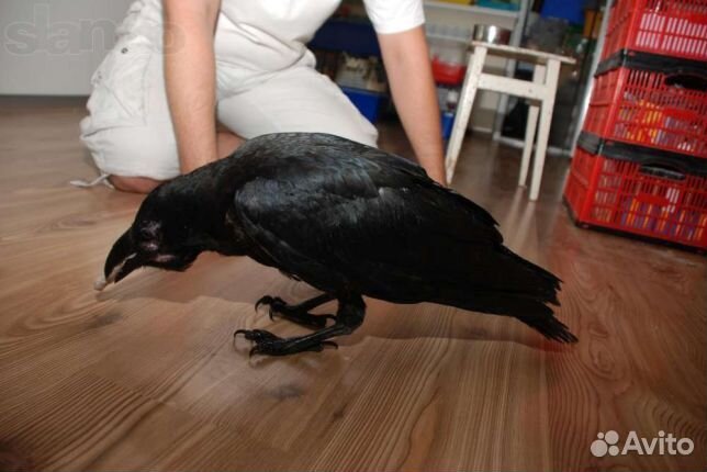 Говорящая птица