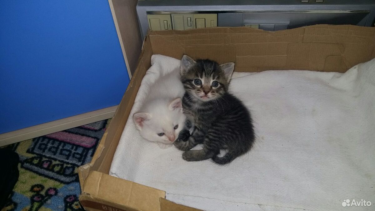 Котята бесплатно