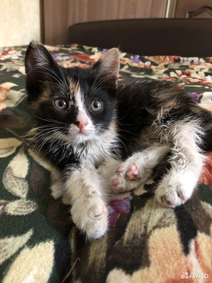 Кошка котеночек