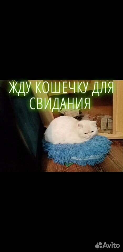 Котик британская шиншилла ждёт кошечку для свидани
