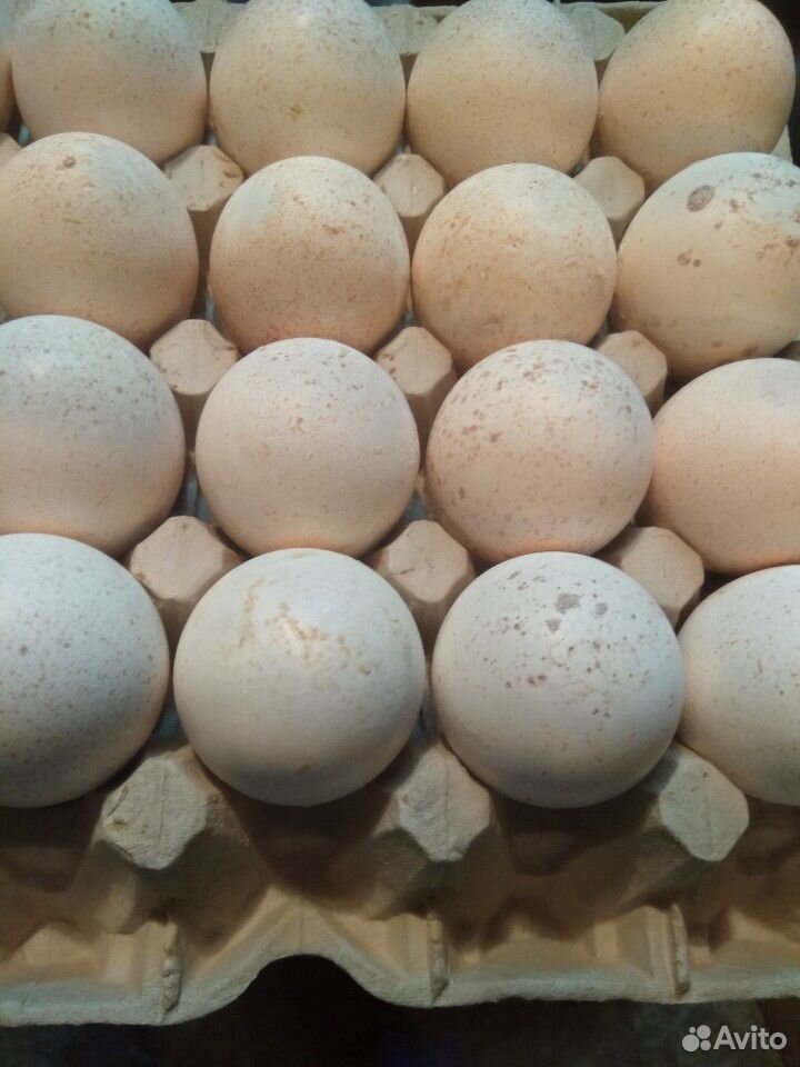 Яйца индейки пищевые