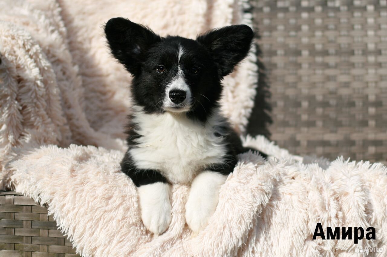 Вельш корги кардиганчики флаффи