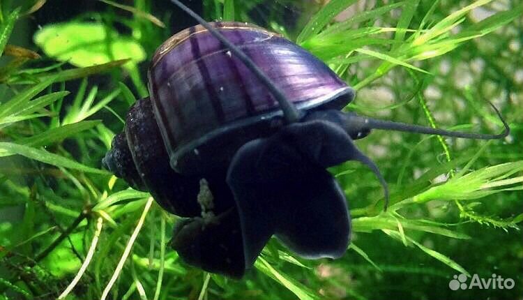 Черничные Ампулярии