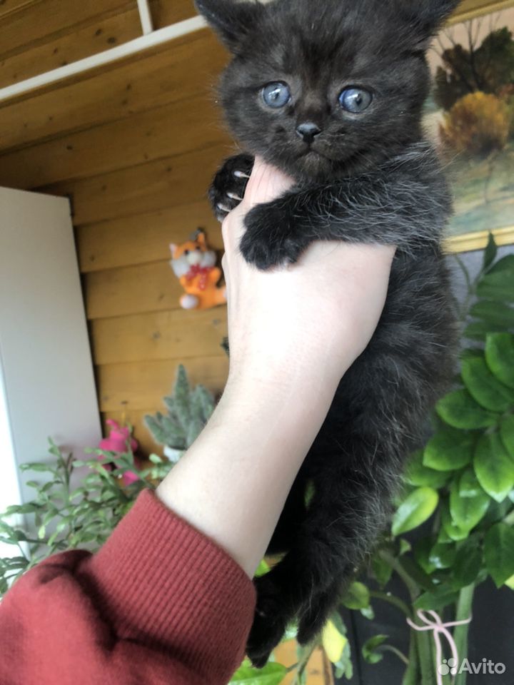 Котёнок в хорошие руки