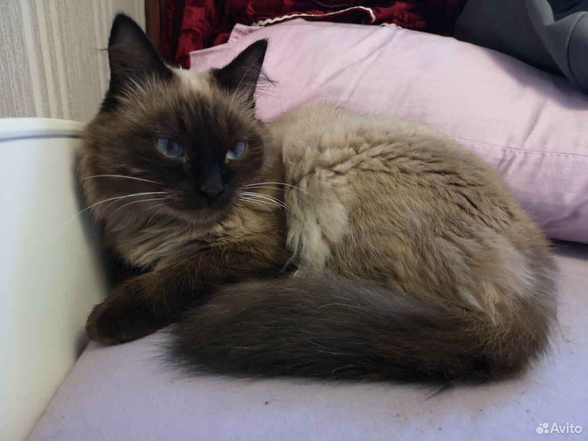 Сиамские котята