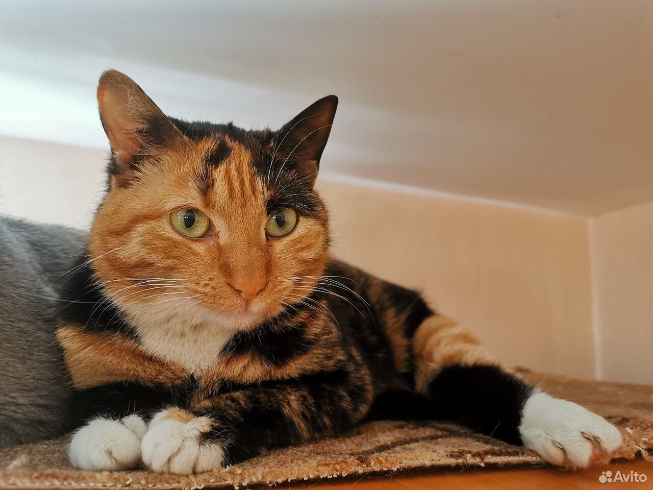 Кошечка Урсула ищет дом