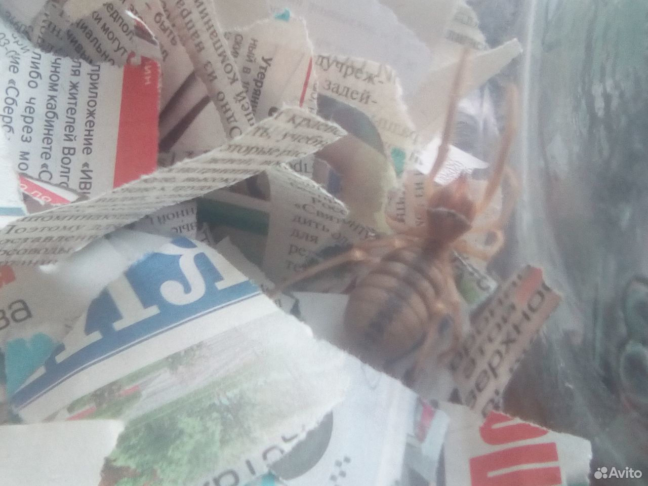 Фаланга, Верблюжий паук