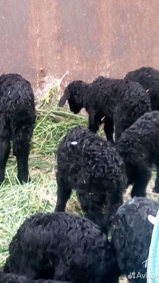 Продаю ягнят паенышей