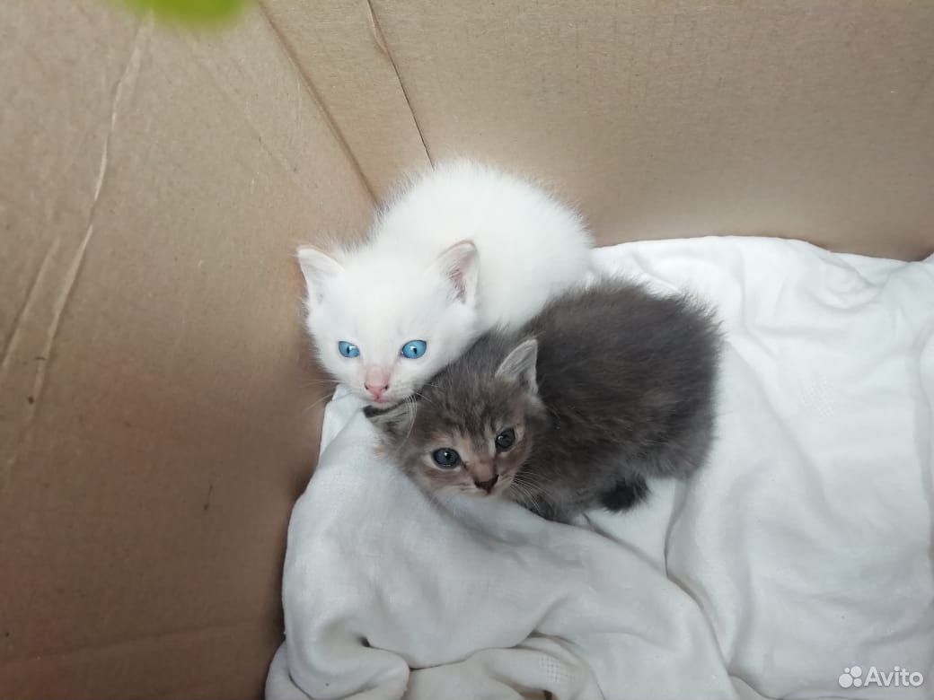 Котята