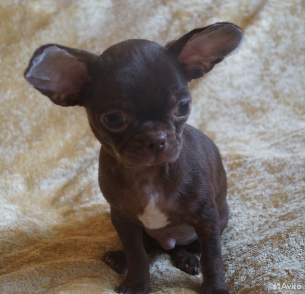 Шоколадик Тимоша