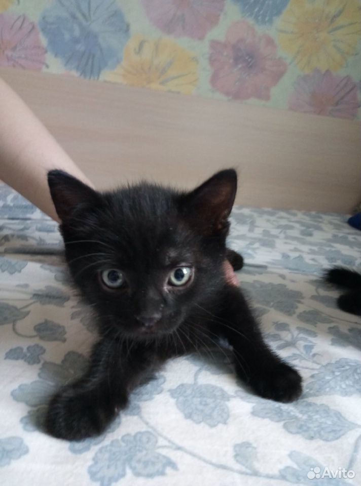 Кошка