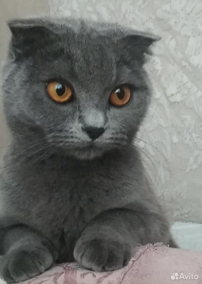 Шотландская