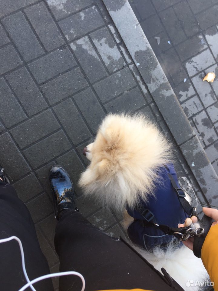 Шпиц померанский