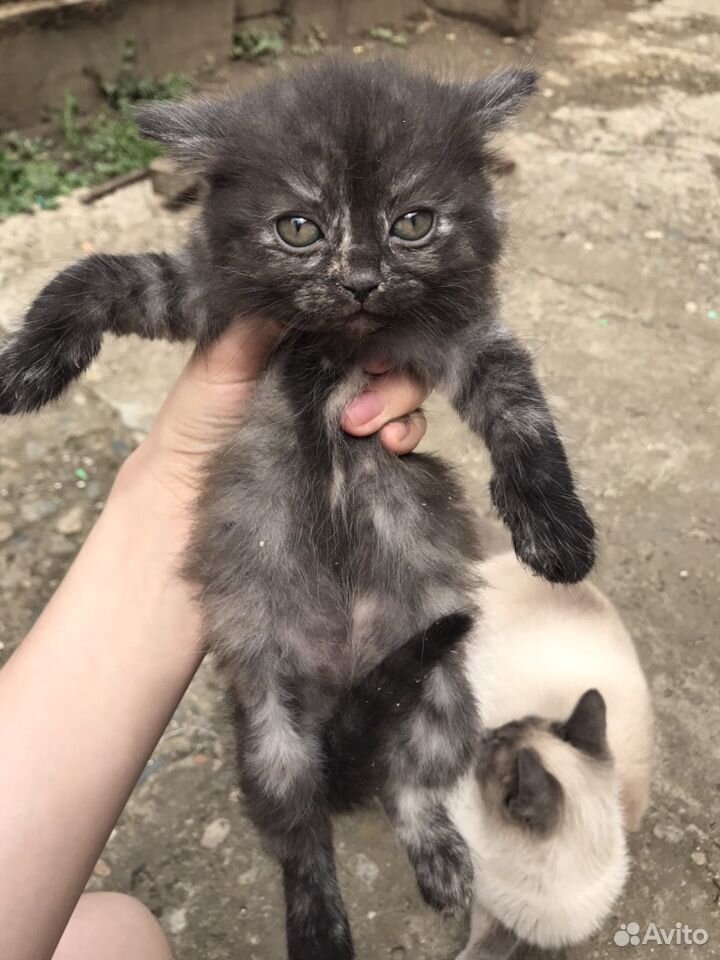 Котята от сиамской кошки