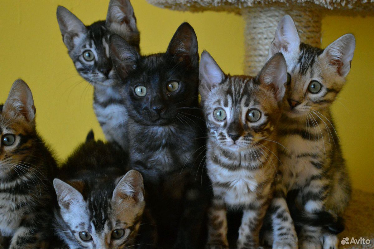 Бенгальская