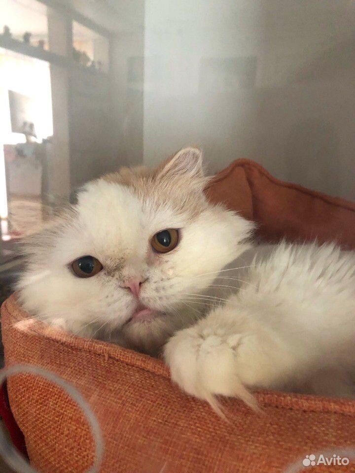 Персидская (метис)