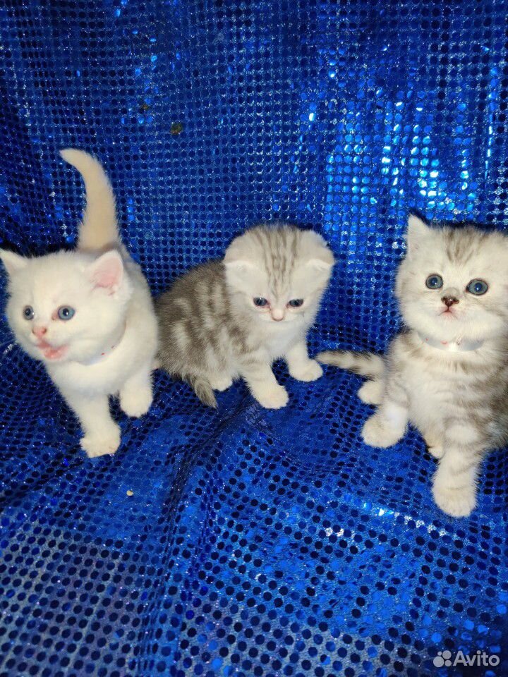 Шотландские чистопородные котята
