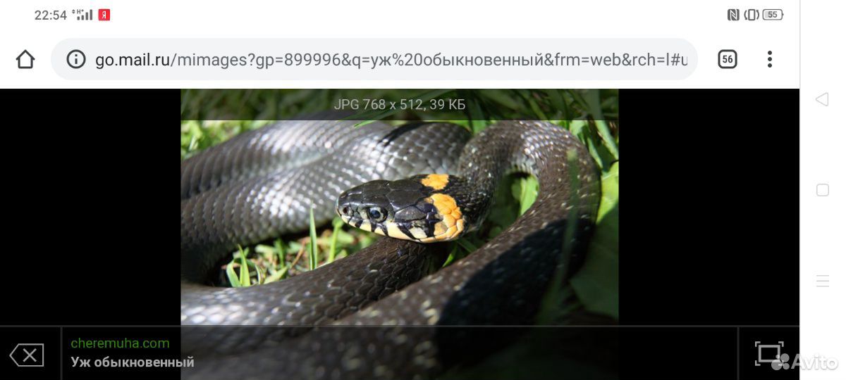 Уж обыкновенный (1 год)