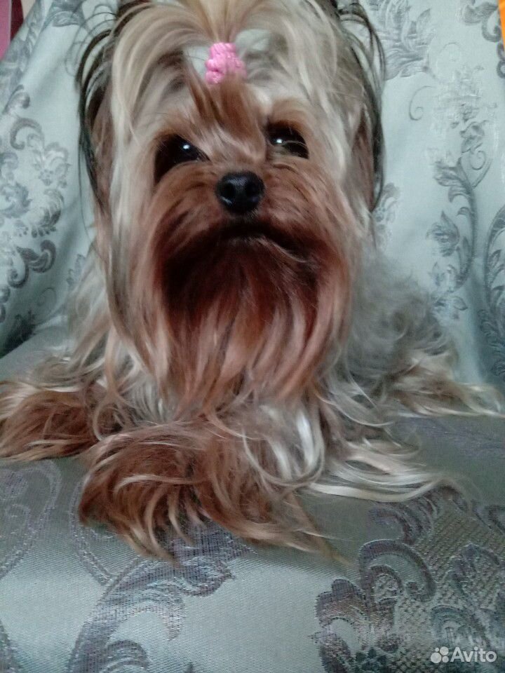 Куколка йорка