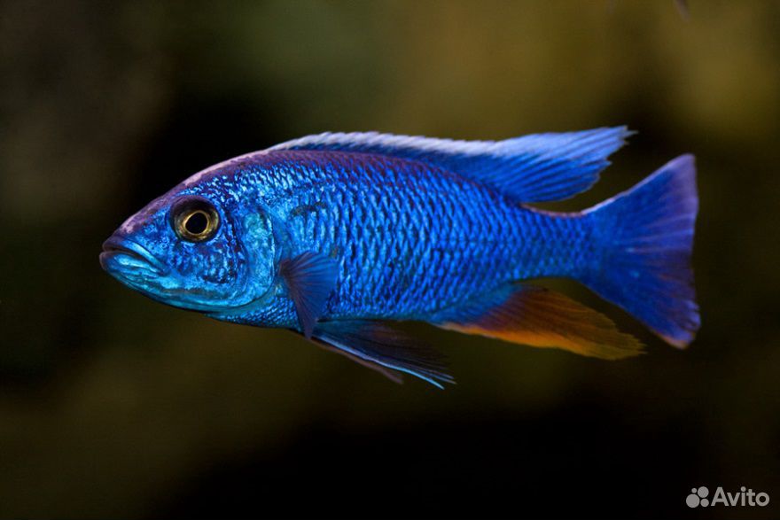 Васильковый хаплохромис