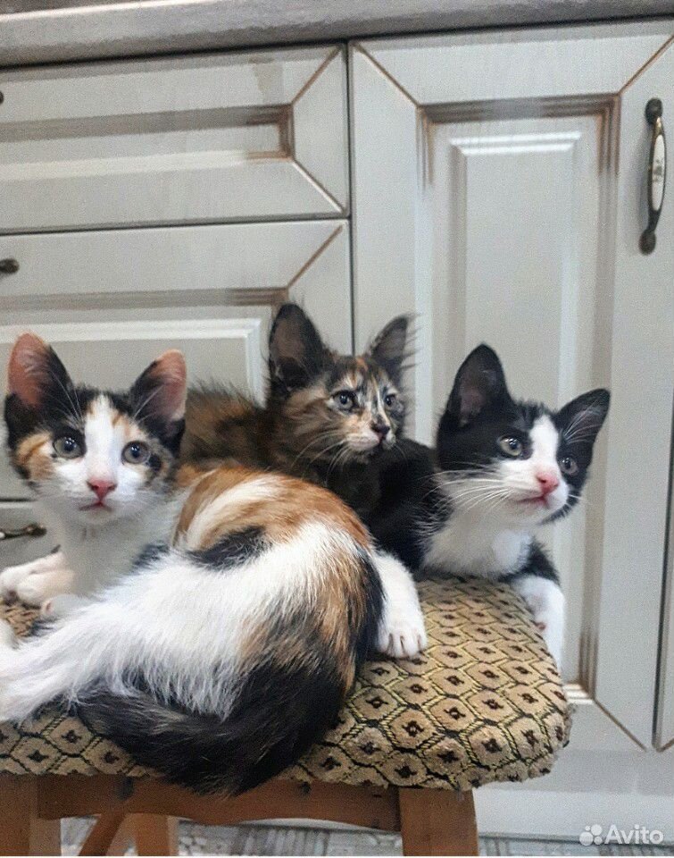 Котята