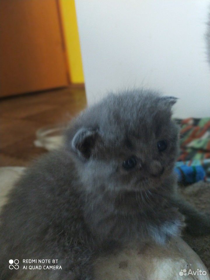 Шотландская