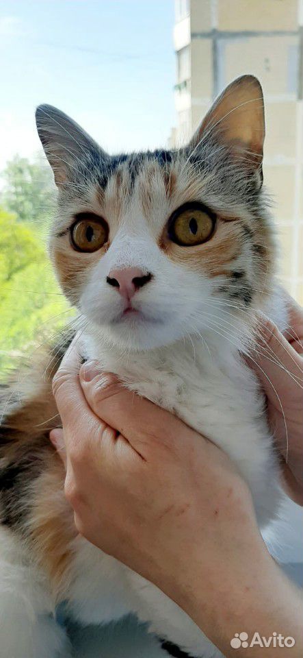 Кошка в добрые руки