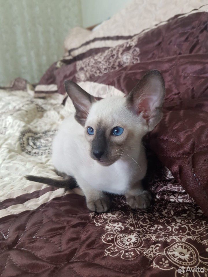 Котенок мальчик Ориентальная порода