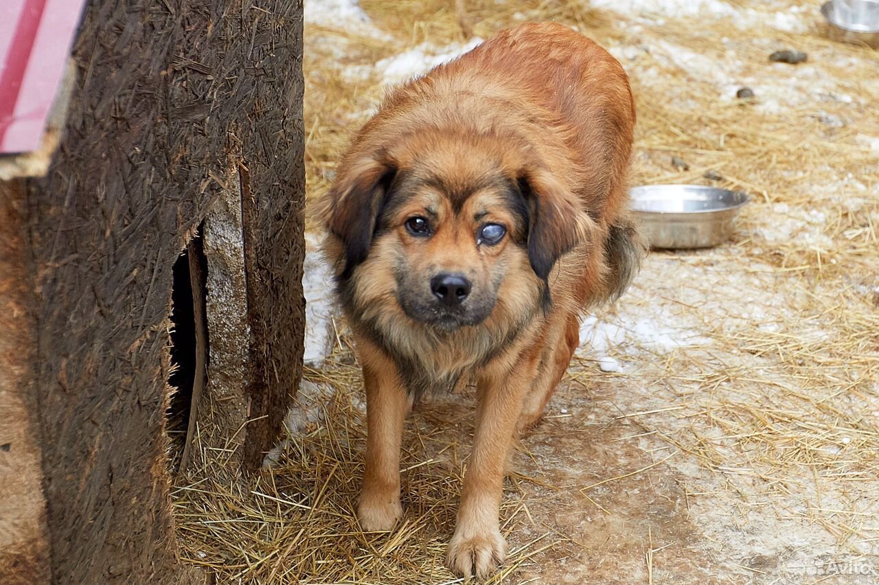Добрейший пёс Форестер ищет дом