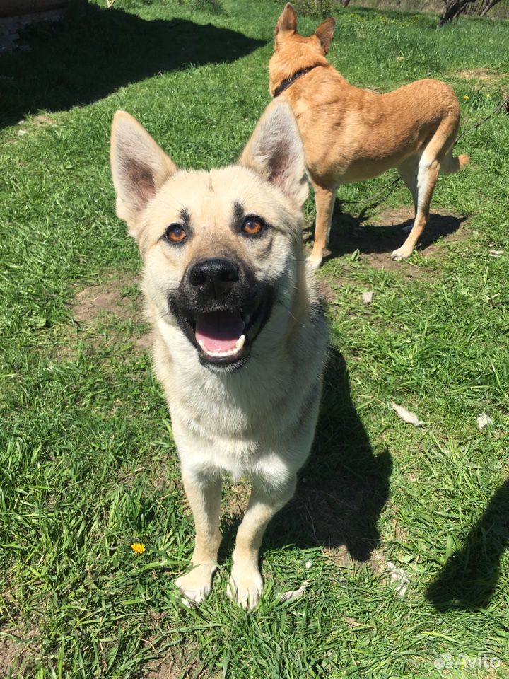 Щенок Лис в добрые руки