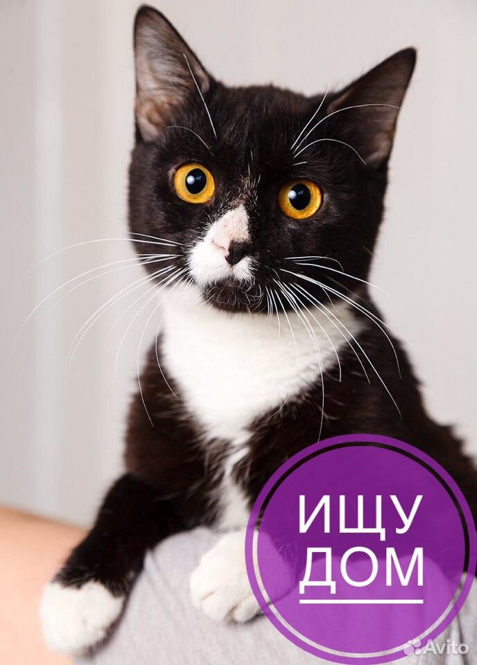 Котик Феликс ищет дом