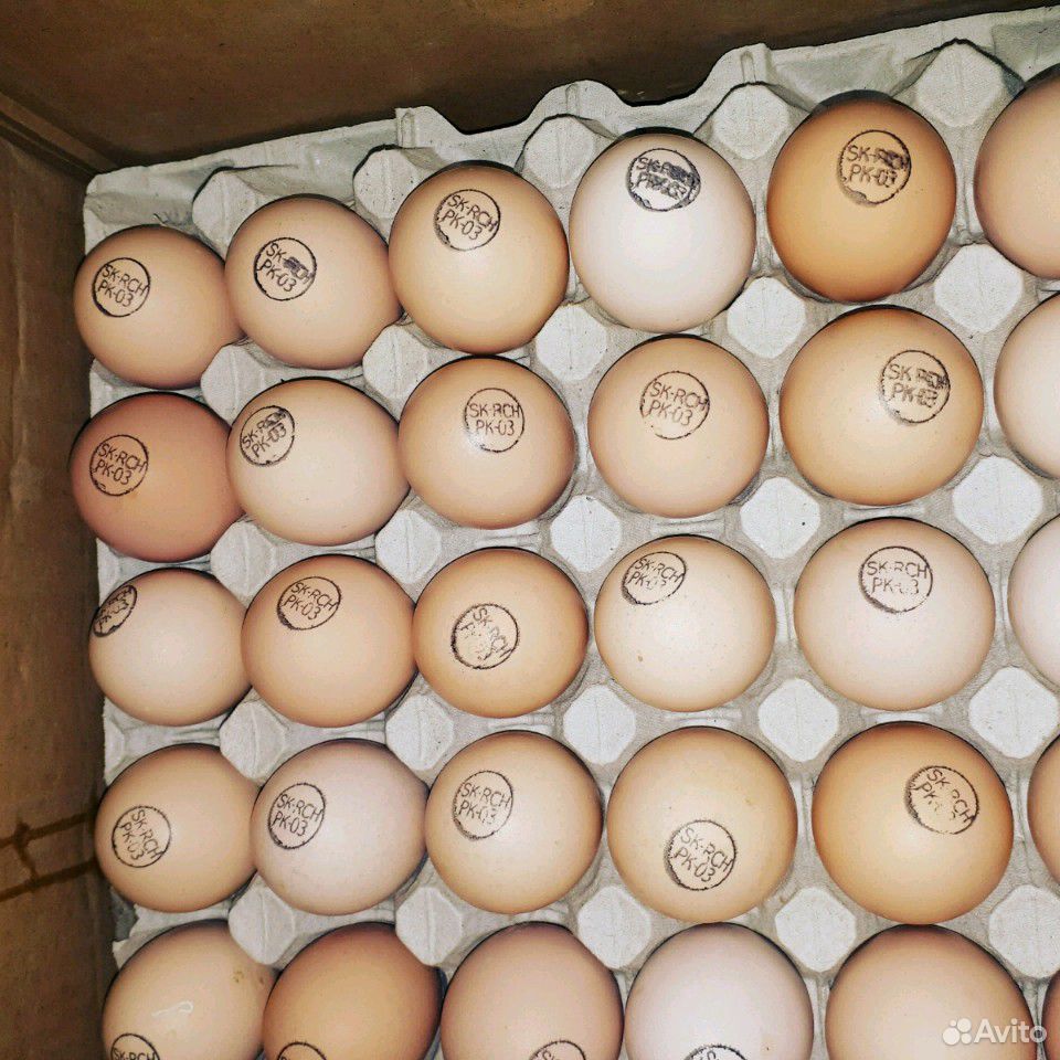 Яйцо бройлера кобб 500