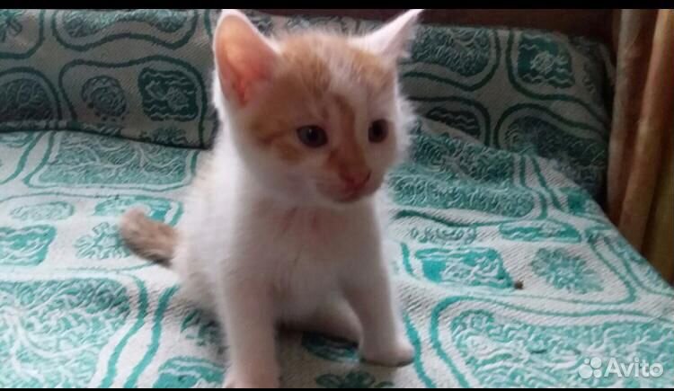 Котёнок-Дружок