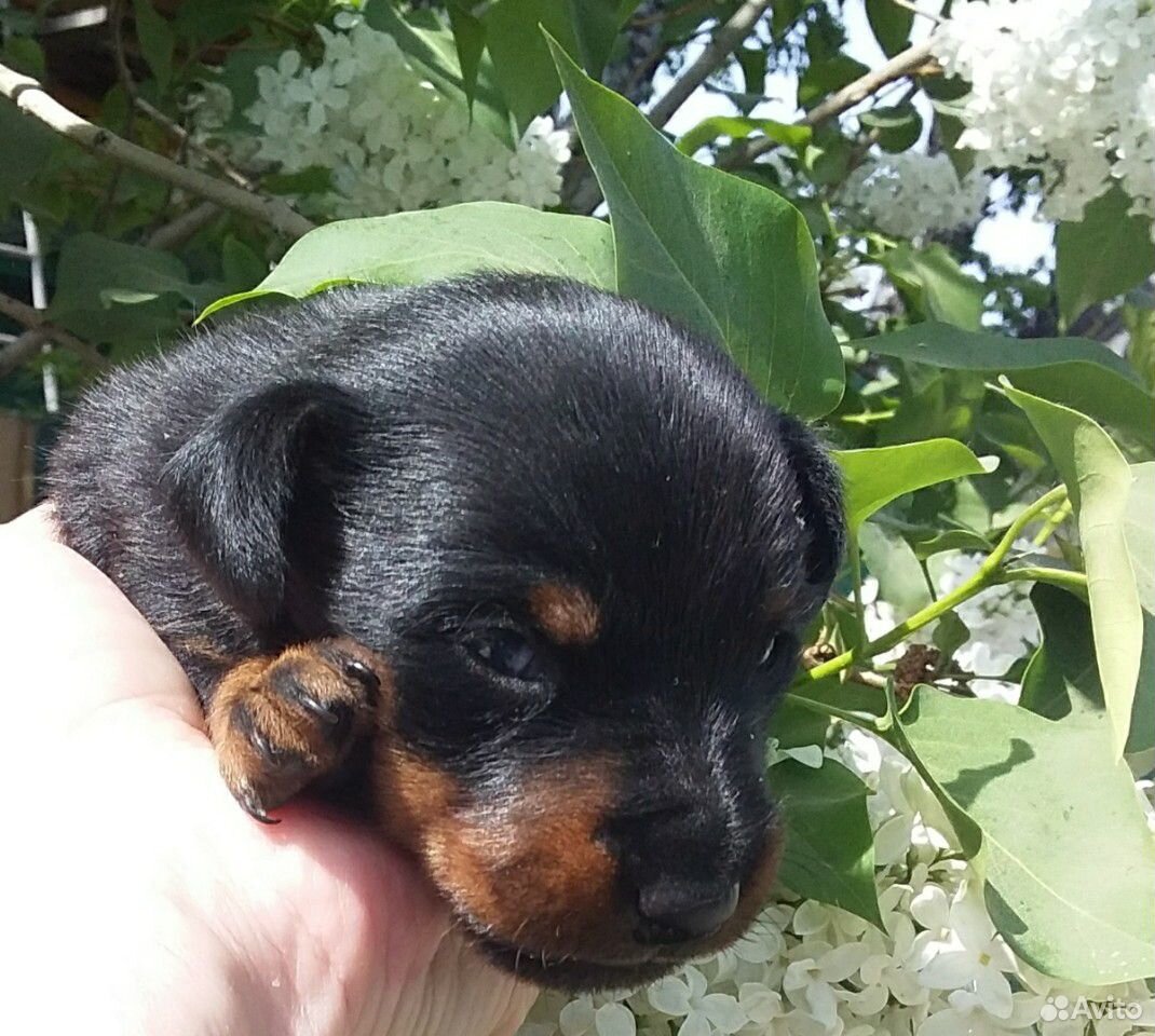 Щенок ягдтерьера (девочка)