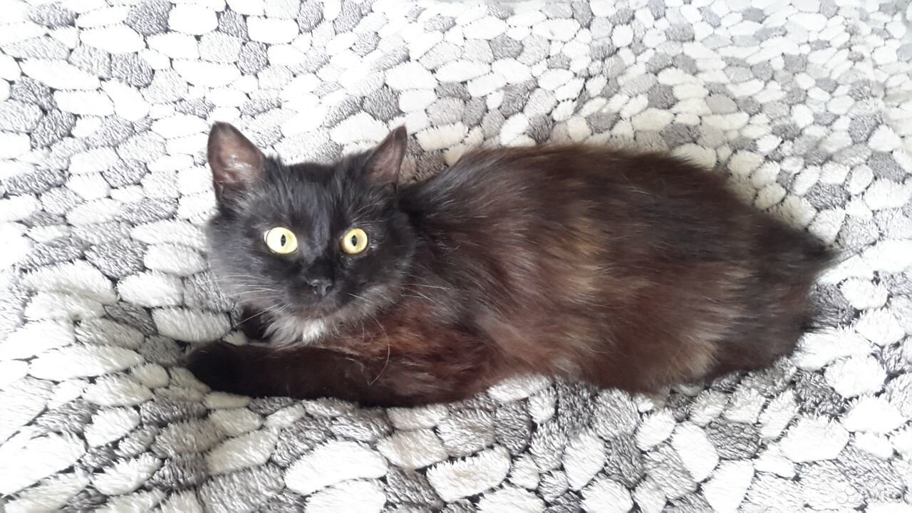 Ласковая Масюша в добрые руки