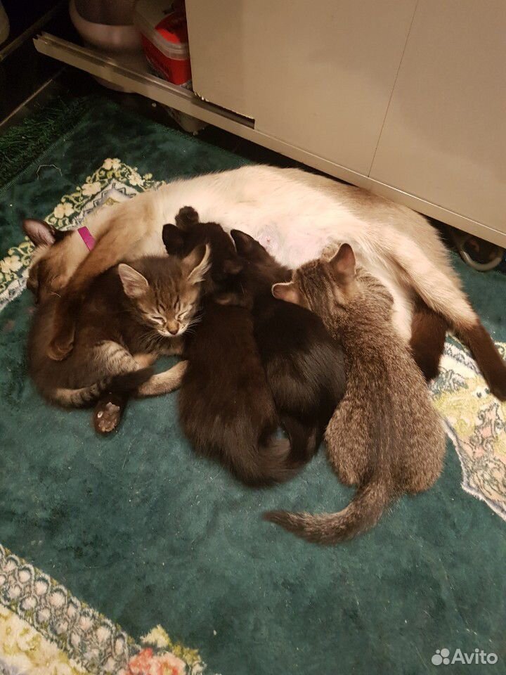 Котята в добрые руки