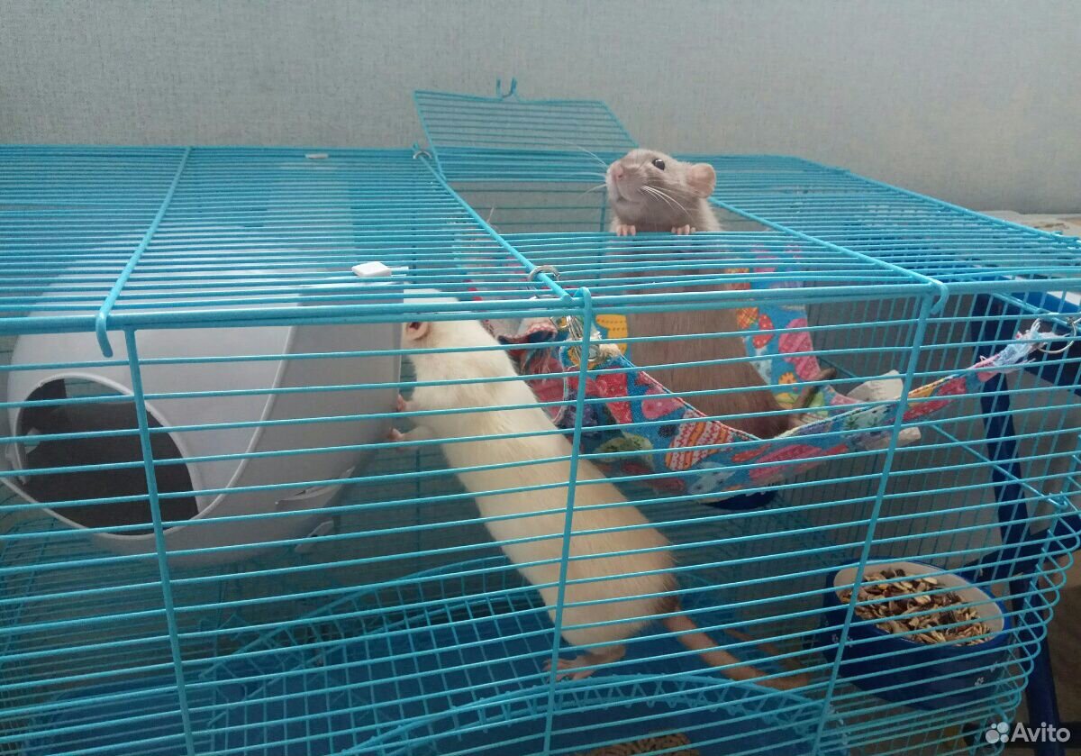 Две девочки