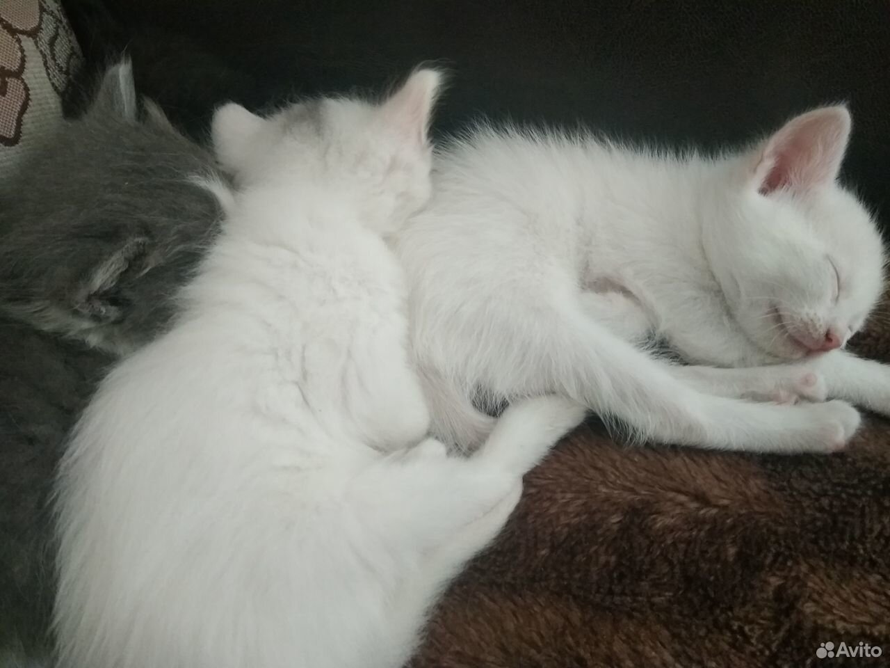 Отдам котят в добрые любящие руки