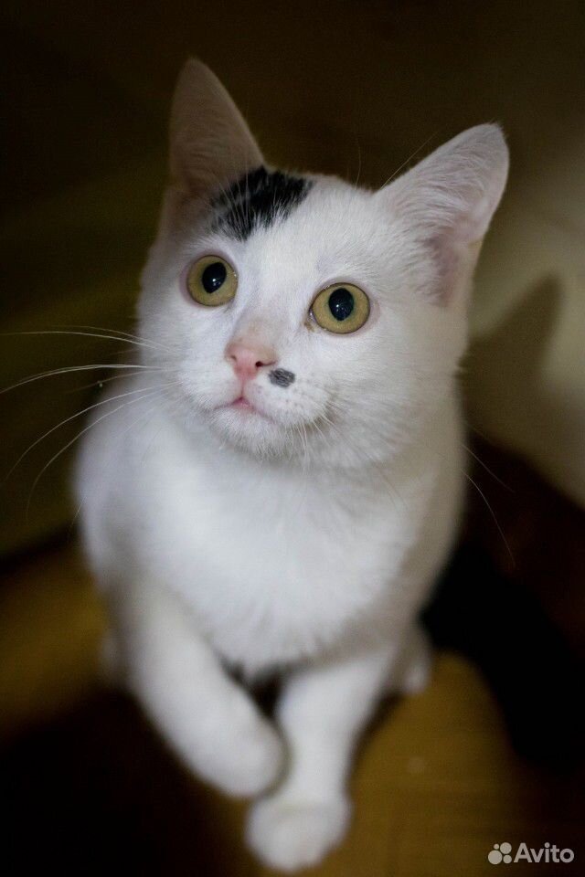 Гав ищет дом