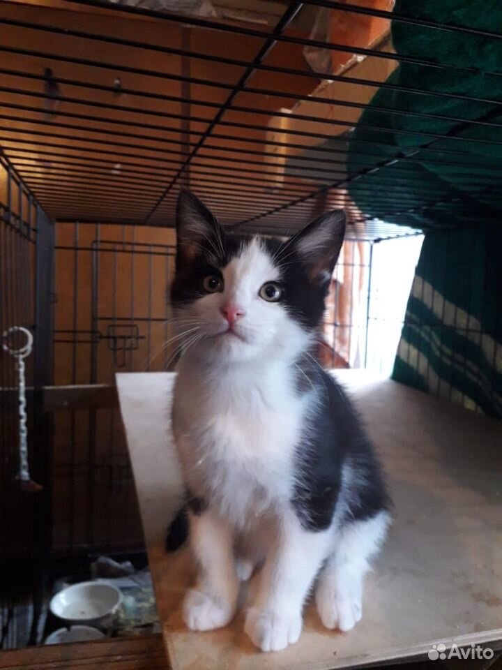 Котёнок Степаша 2 мес ищет дом