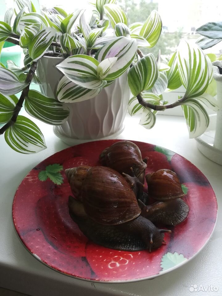 Улитки Ахатины