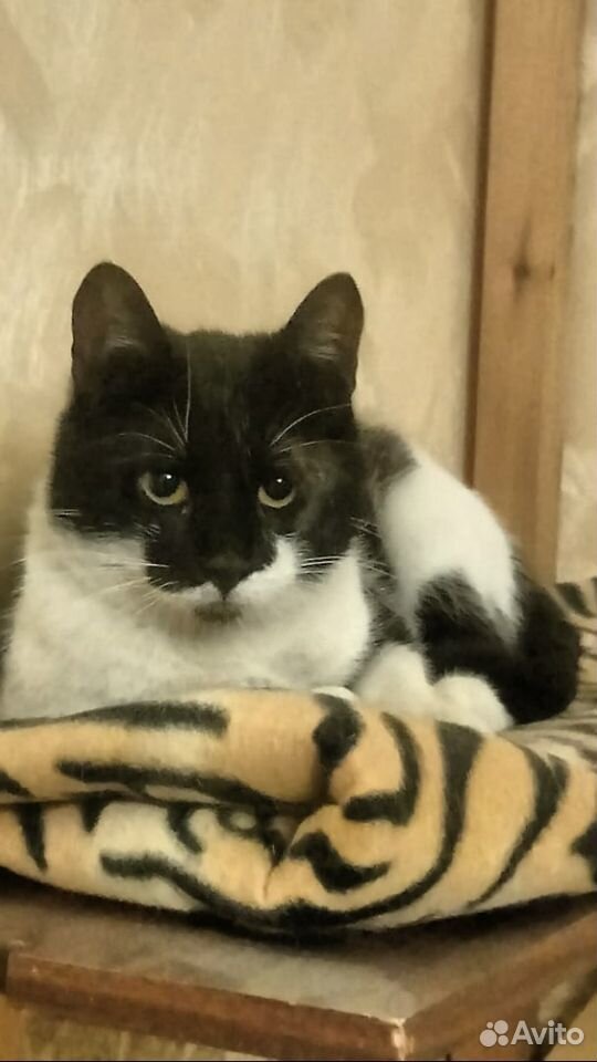Хороший котик Пряник около 1 года ищет свой дом